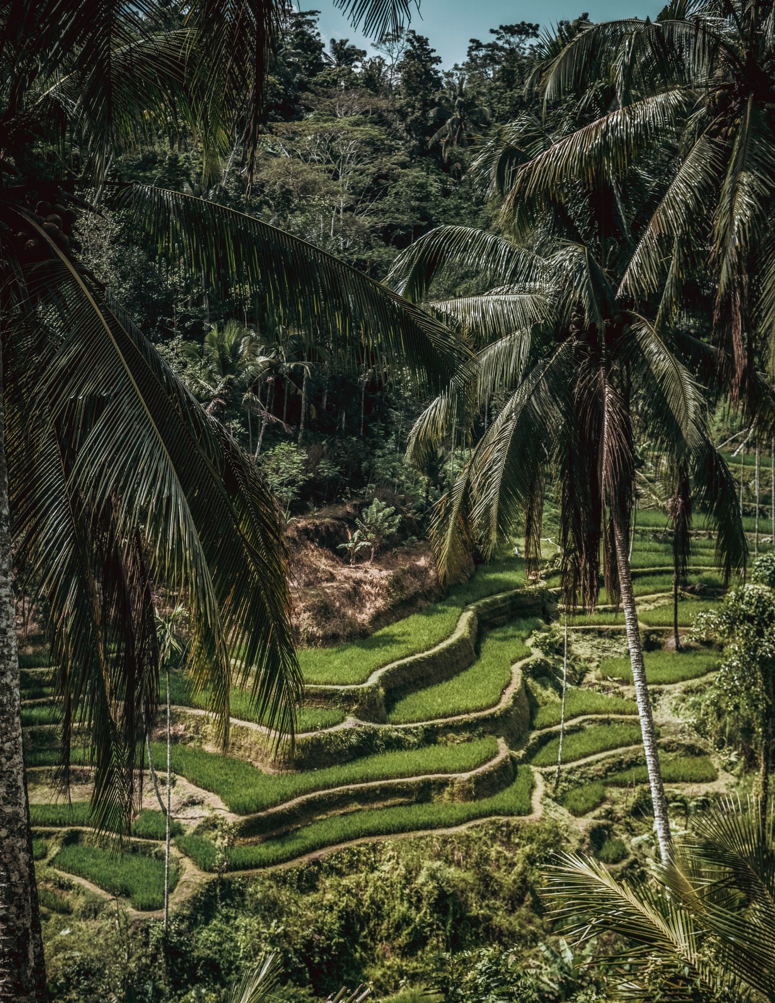 Ten Things To Know Before Going To Bali - This Rare Earth