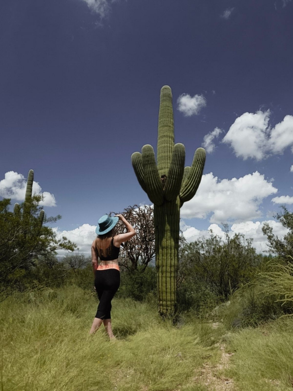 A Complete Guide to Saguaro National Park - This Rare Earth
