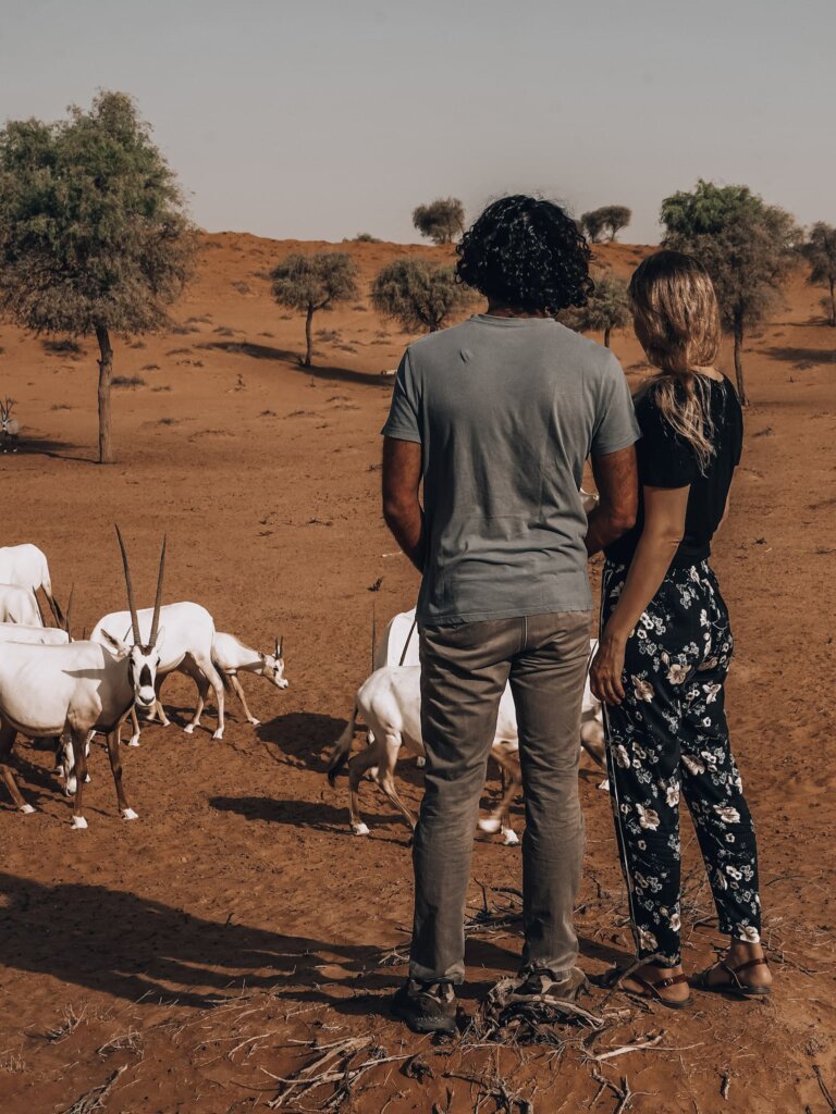 Where to See Oryx in Dubai & RAK, UAE - This Rare Earth