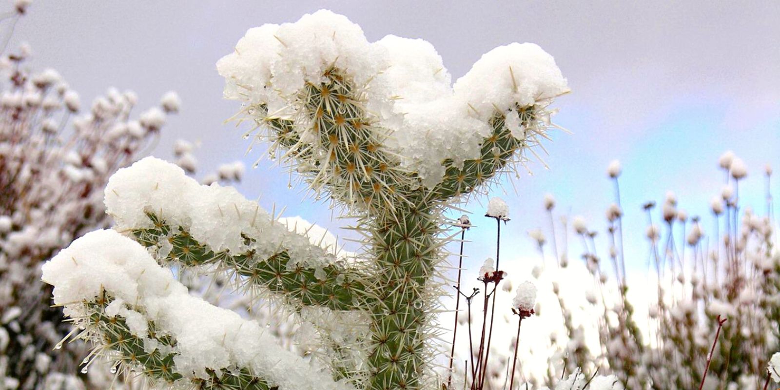 Where to See Snow in Arizona - This Rare Earth