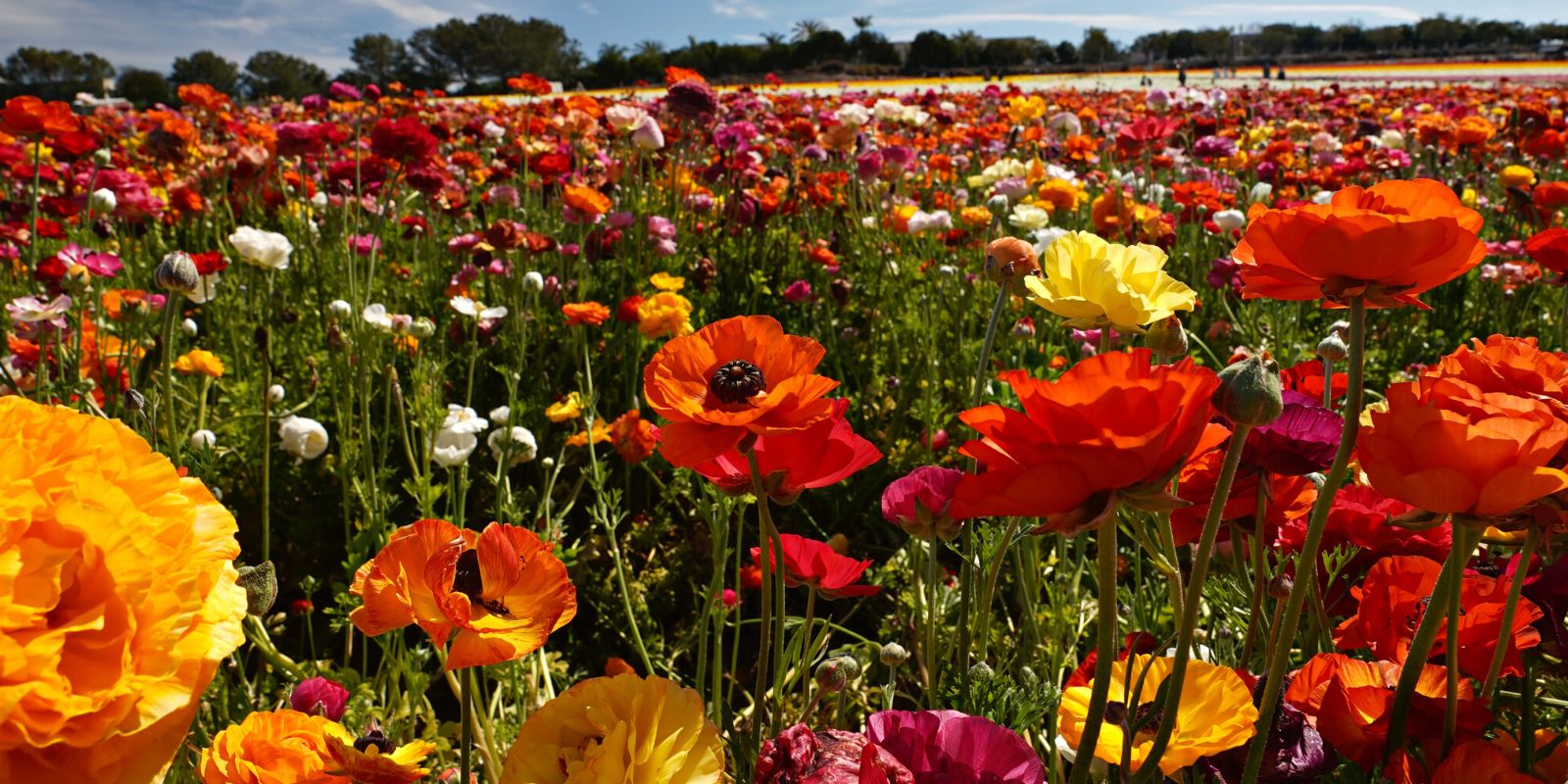 The Best California Flower Fields (And When To See Them) - This Rare Earth