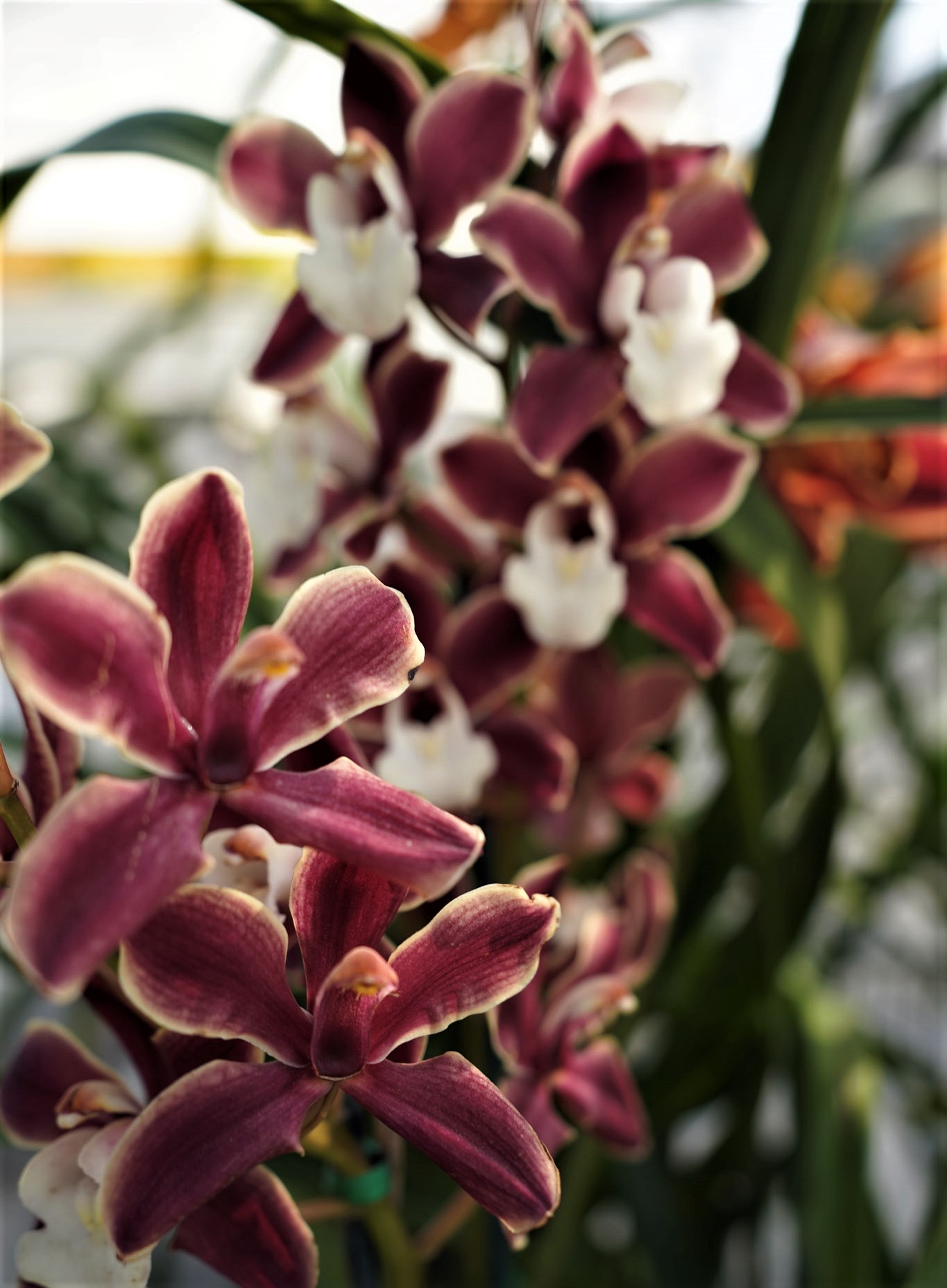 The Carlsbad Flower Fields Complete Guide - This Rare Earth
