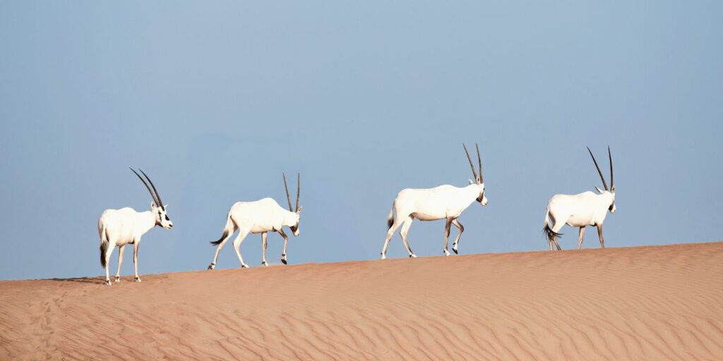 31 Places To Visit in Doha, Qatar - This Rare Earth